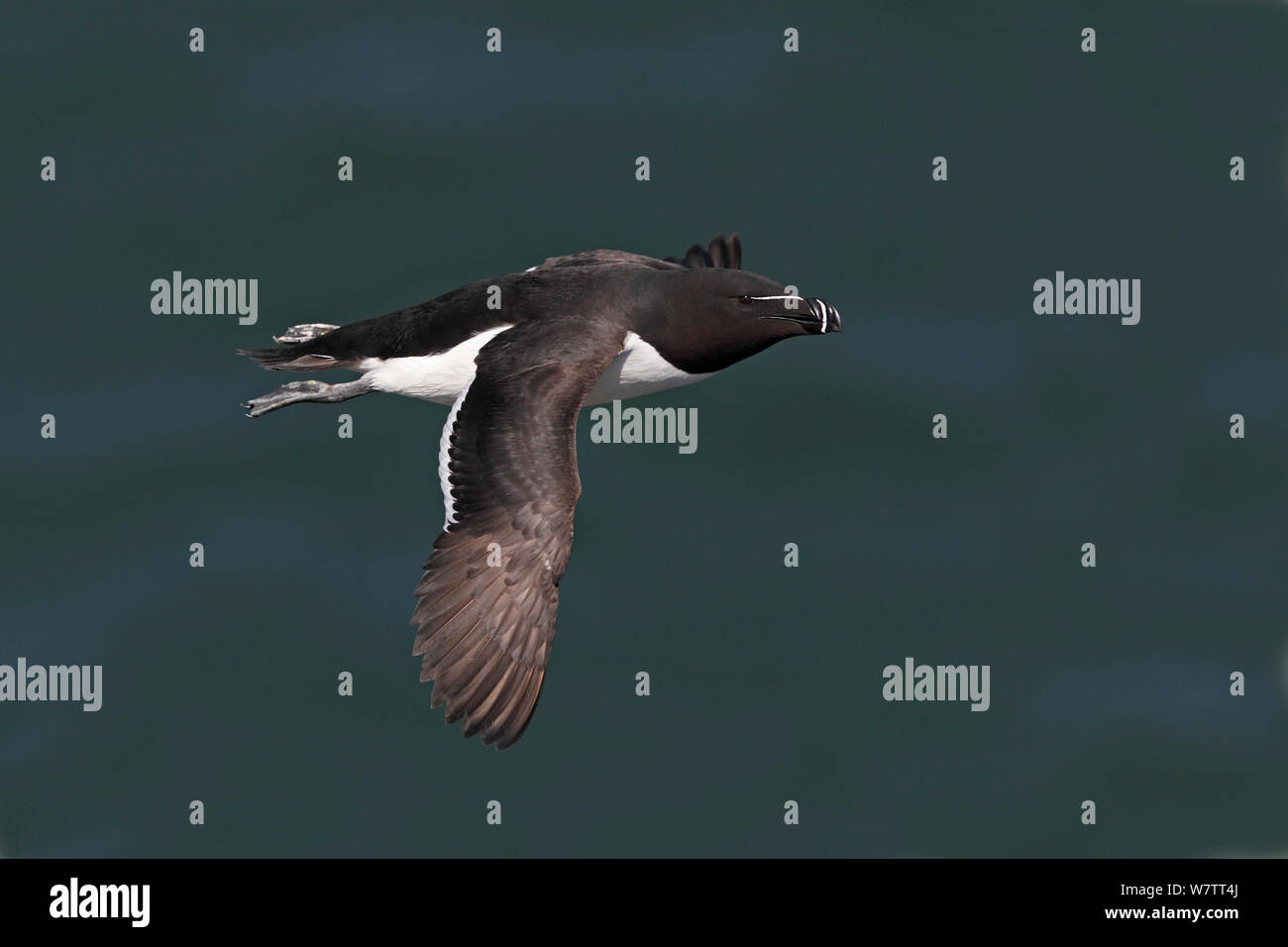 Razorbill (Alca torda) in flight over the sea, Puffin Island, Anglesey ...