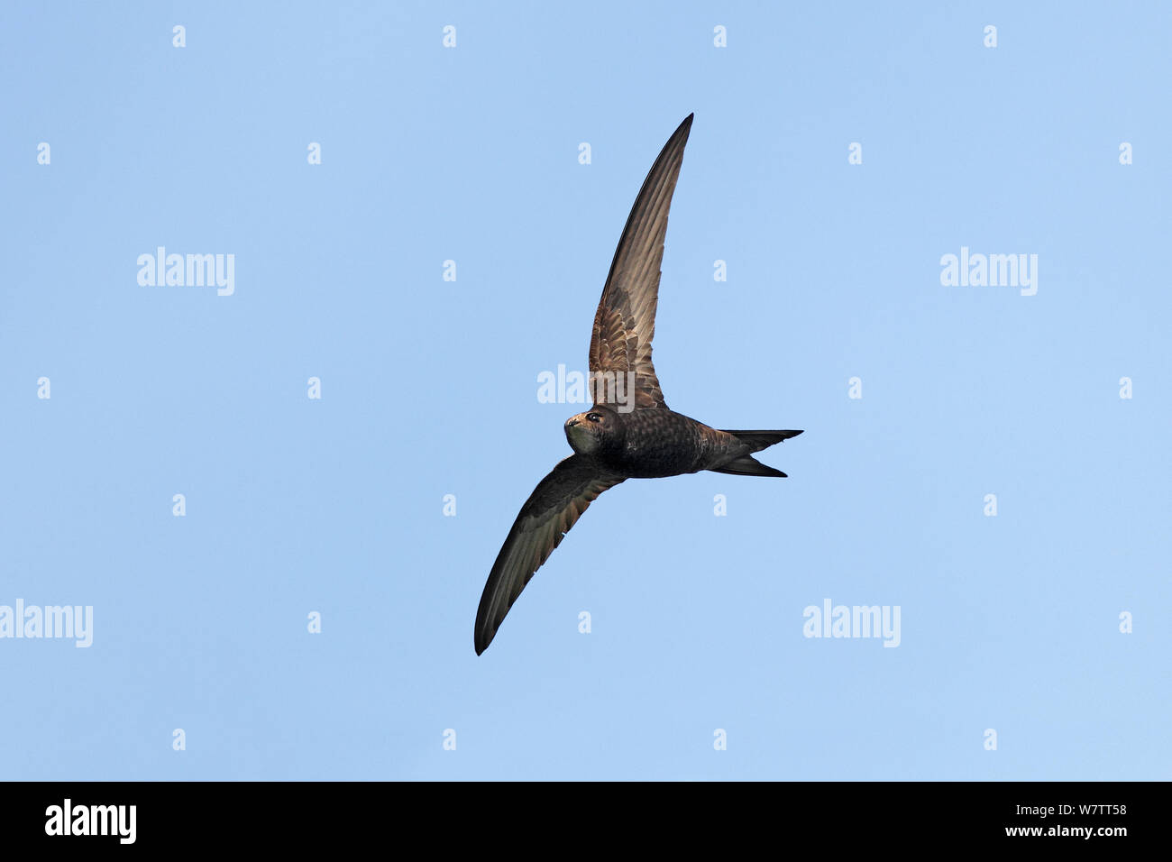 Eurasian swift apus apus hi-res stock photography and images - Alamy