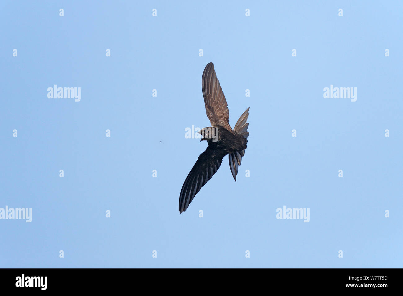 Common Swift (Apus apus) catching insect in flight, Wirral, Merseyside ...