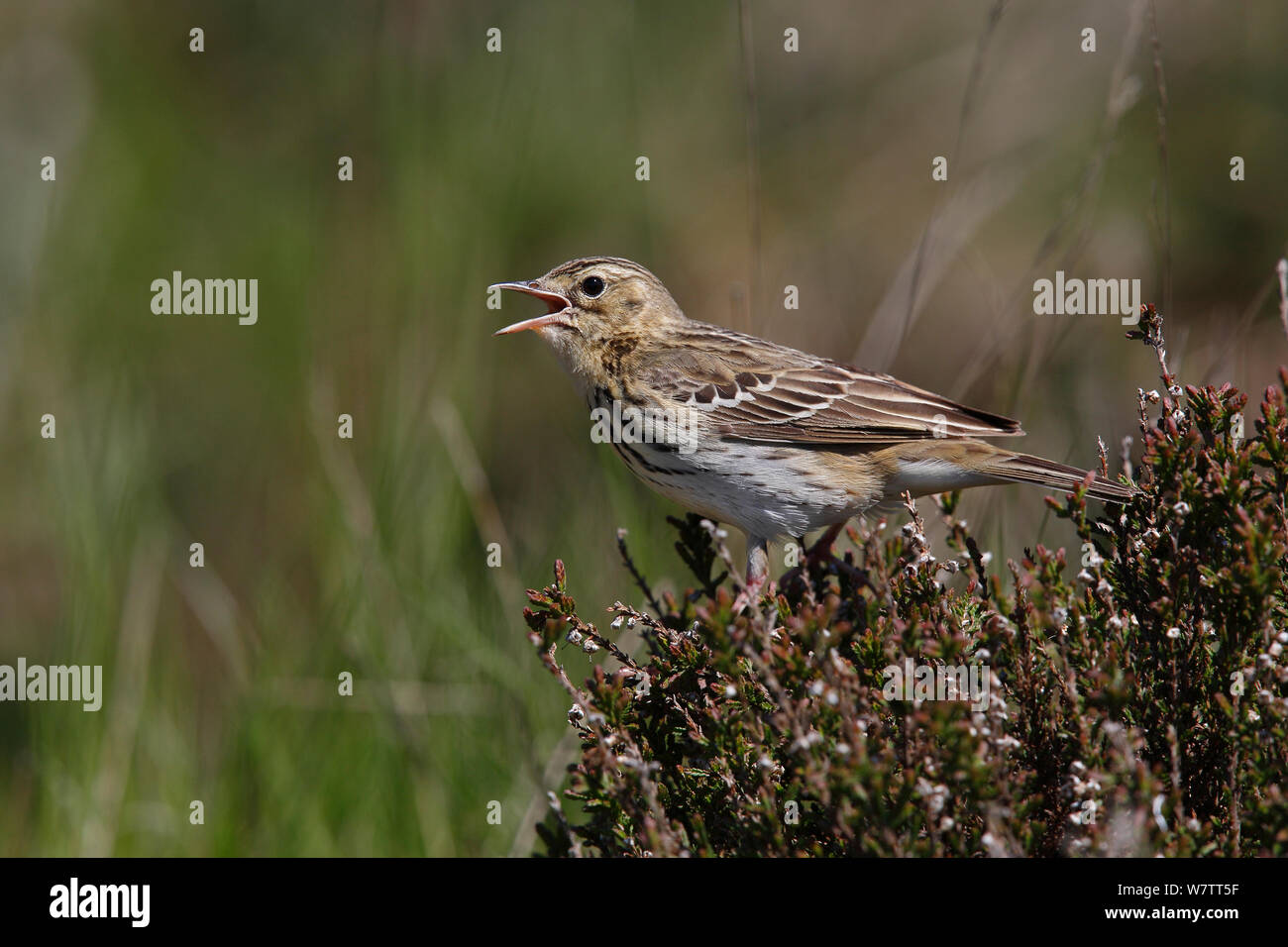 Eurasian tree pipit hi-res stock photography and images - Alamy