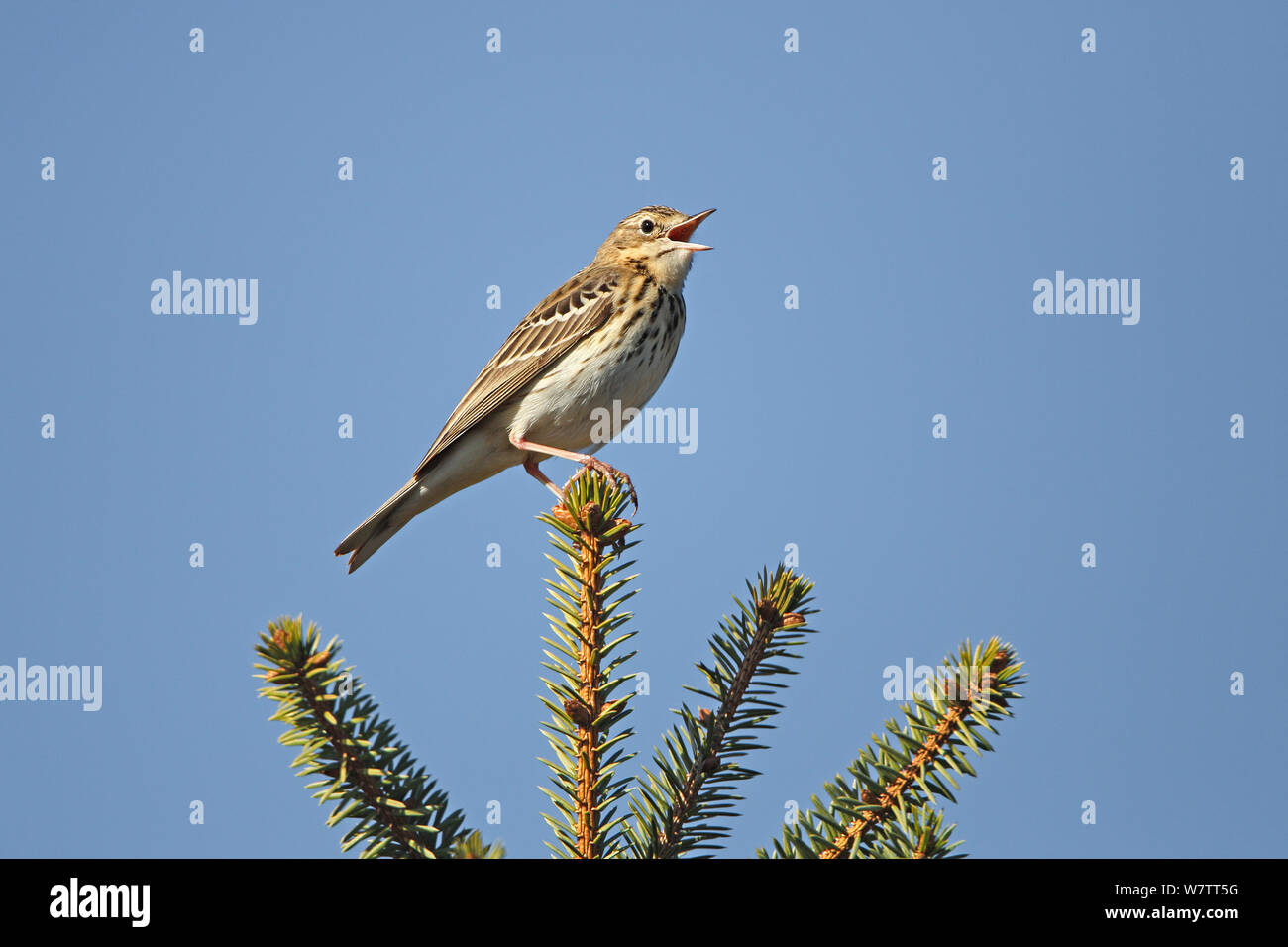 Tree Pipit (Anthus trivialis) singing in conifer forest, North Wales ...