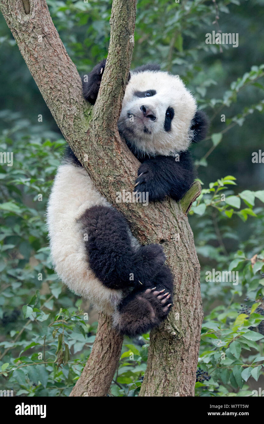 Giant Panda (Ailuropoda melanoleuca) cub climbing tree. Chengdu, China ...