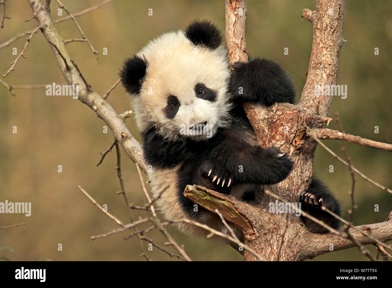 Juvenile giant panda hi-res stock photography and images - Alamy
