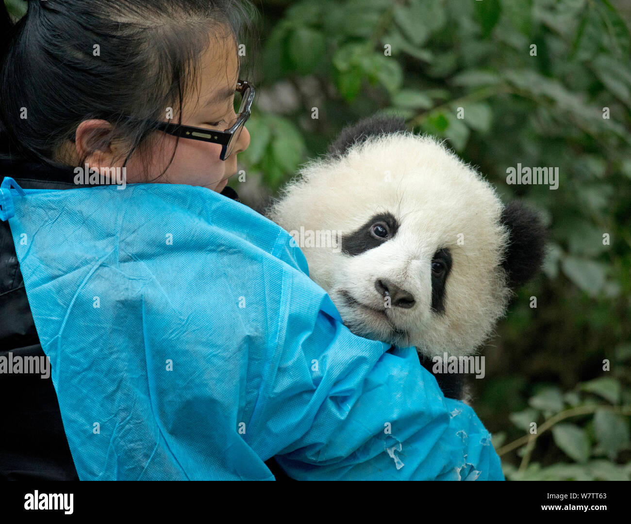 Pictures Of Baby Panda Bears