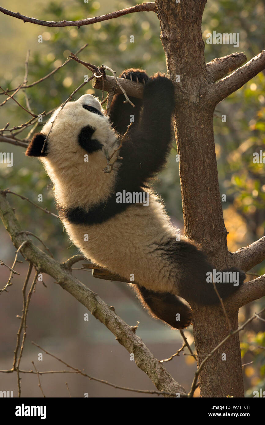 Giant Panda (Ailuropoda melanoleuca) cub climbing tree. Chengdu, China ...