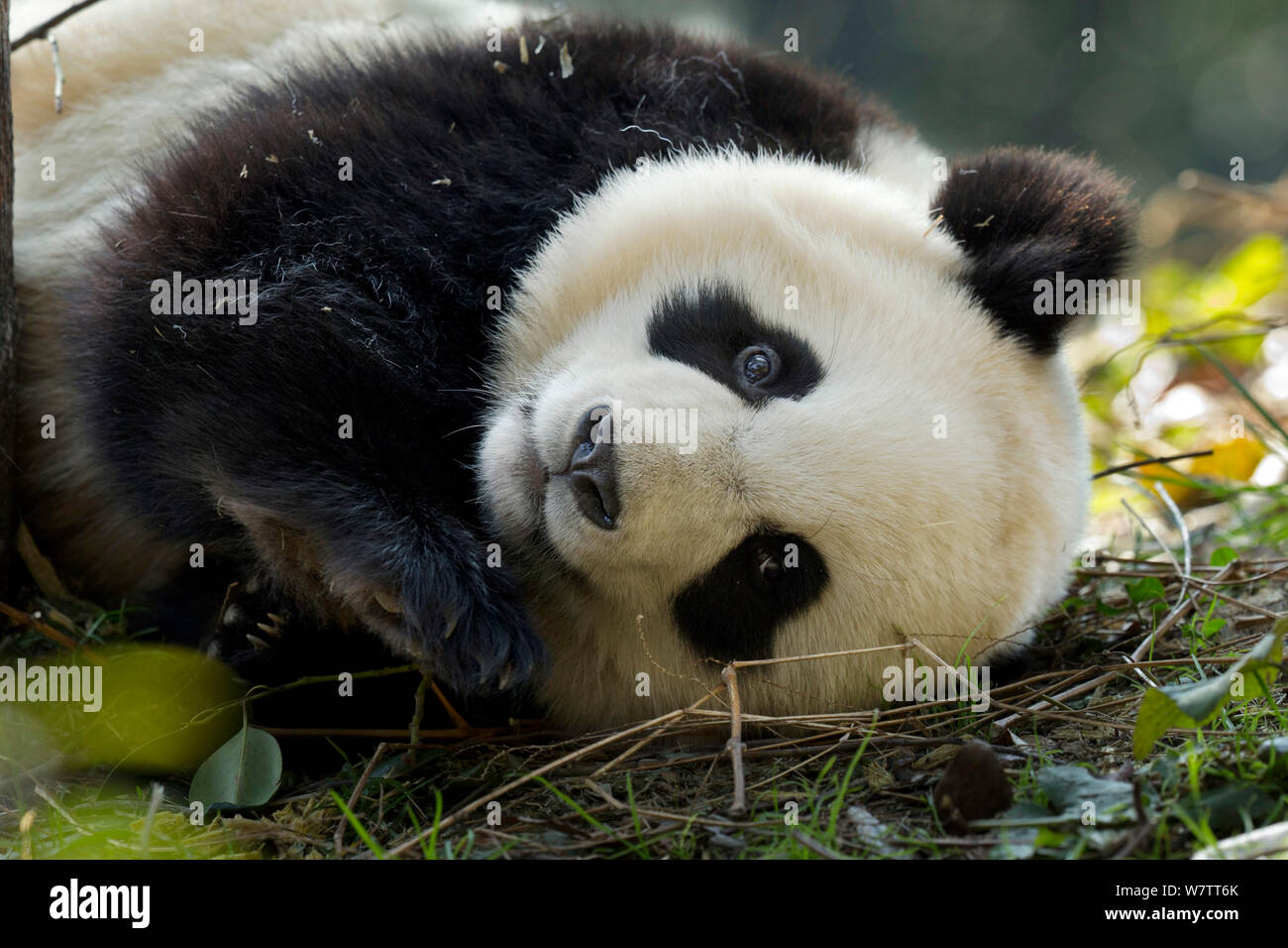 Adult giant panda ailuropoda melanoleuca hi-res stock photography and ...