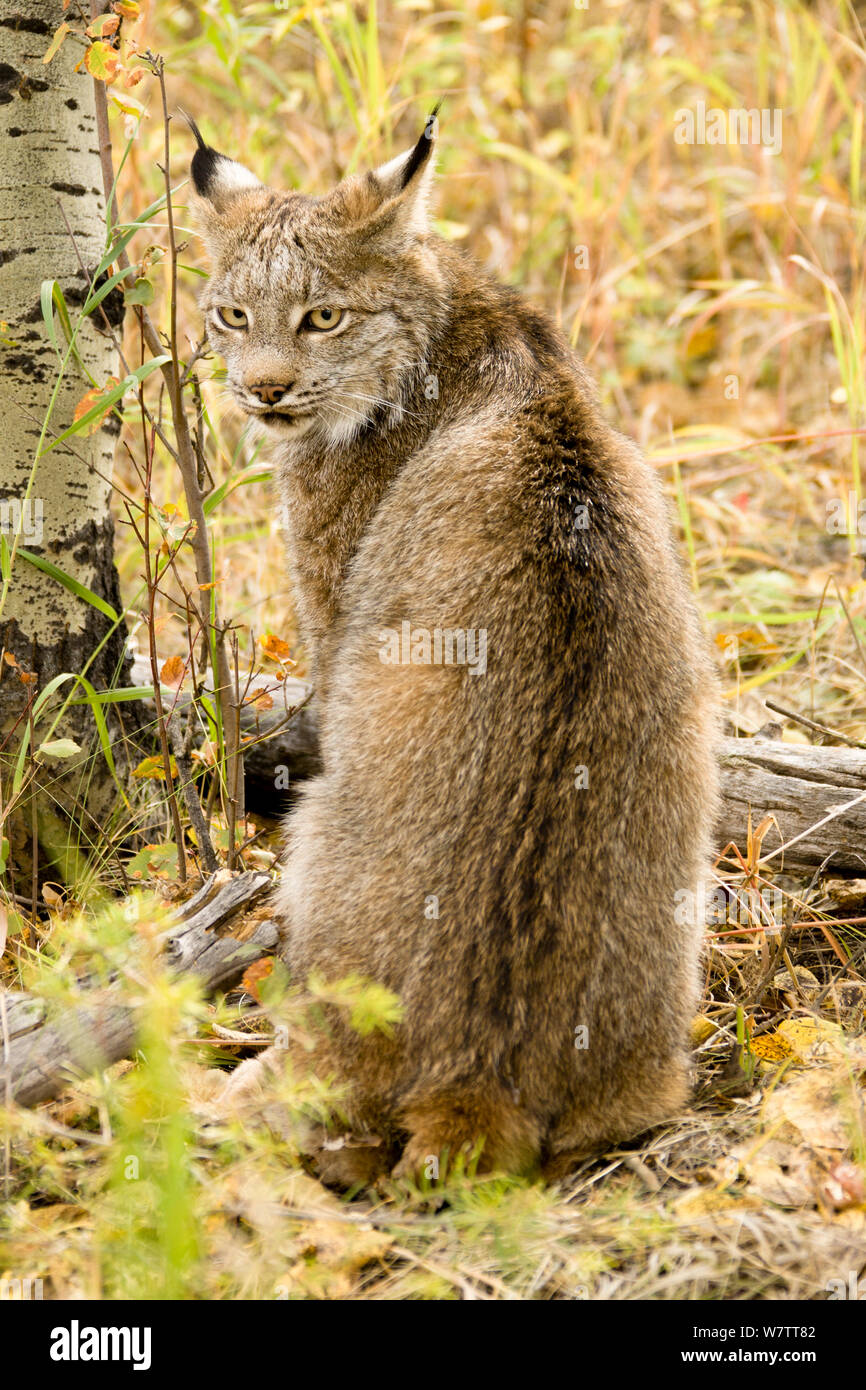 Canada lynx sitting in lynx hi-res stock photography and images - Alamy