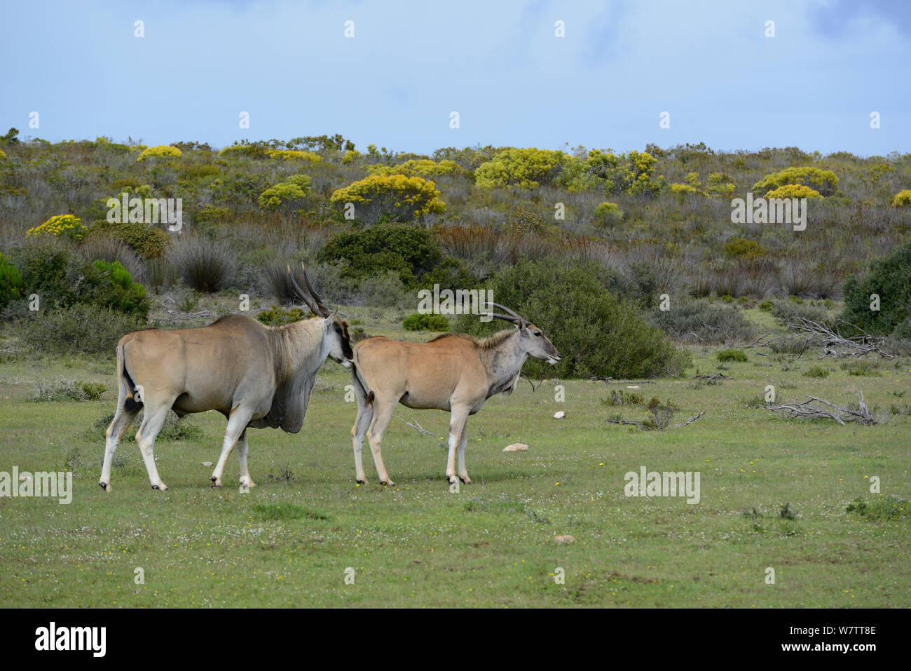 Tragelaphus oryx nature reserve hi-res stock photography and images - Alamy