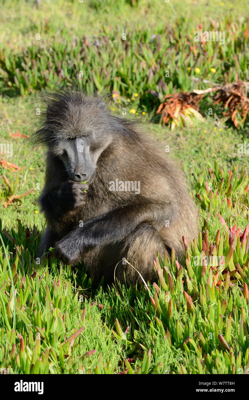Chacma baboon (Papio hamadryas ursinus) male feeding on succulents ...