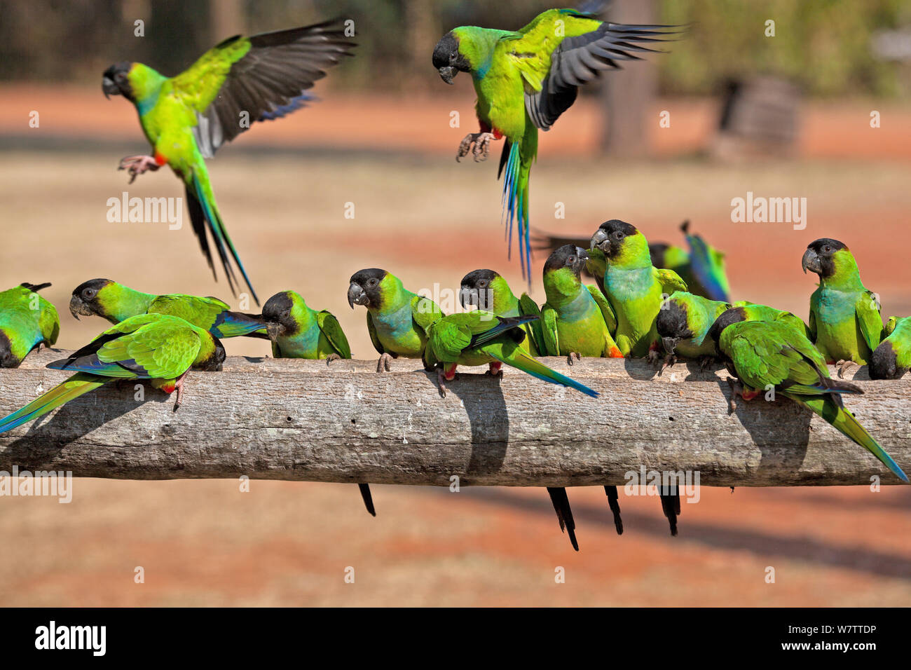 Flock of Nanday Parakeet (Nandayus nenday) at feeding table. Pantanal ...
