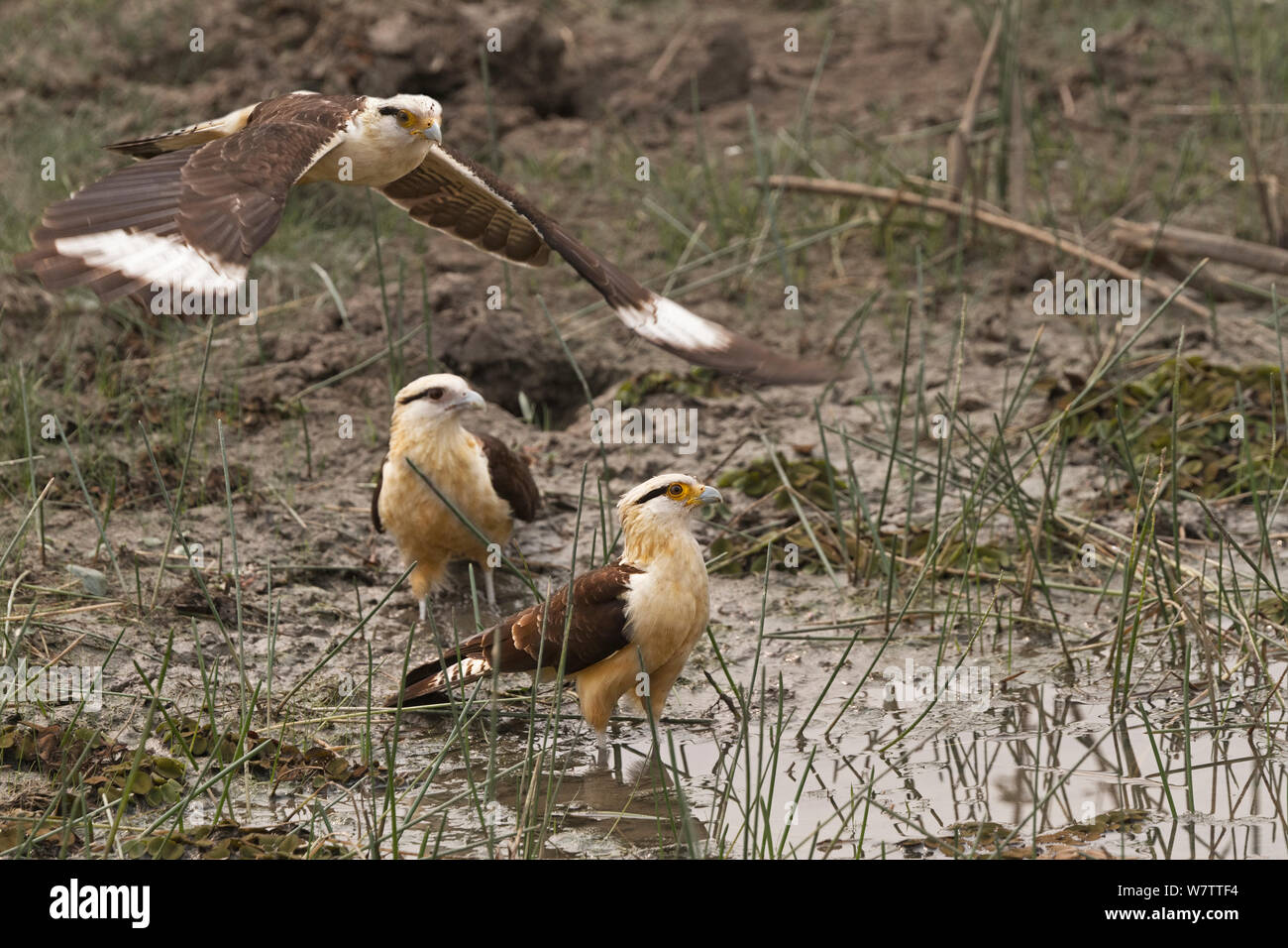 Gray-headed Kites (Leptodon cayanensis) in wetland, Brazil Stock Photo ...
