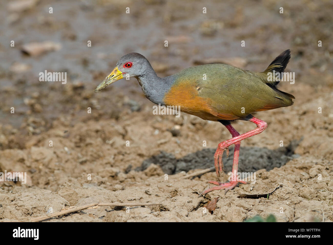 Gray-necked Wood-rail (Aramides cajanea) Pantanal, Brazil Stock Photo ...