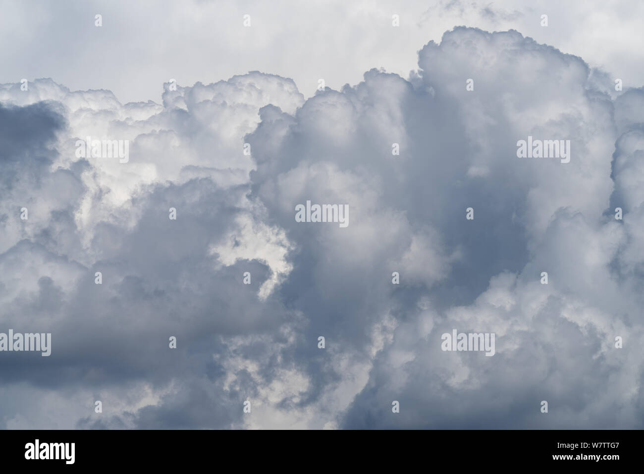 Cumulonimbus calvus, a developing thunderhead cloud Stock Photo - Alamy