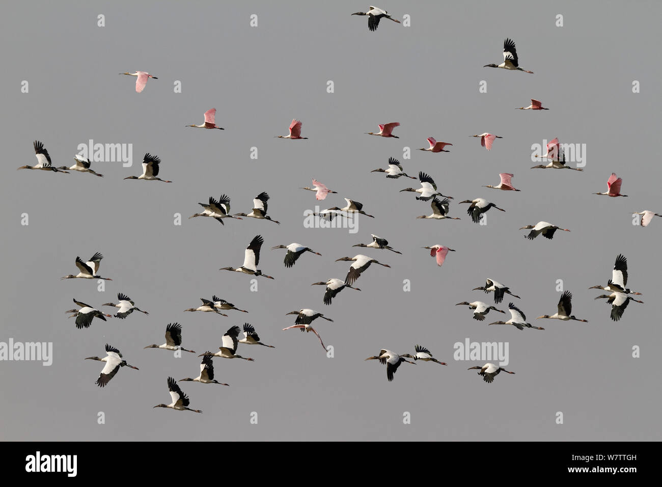 A flock of mixed Wood Stork (Mycteria americana) and Roseate Spoonbills ...