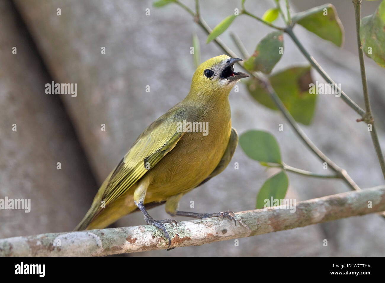 Helmeted Manakin (Antilophia galeata) female singing. Pantanal, Brazil ...