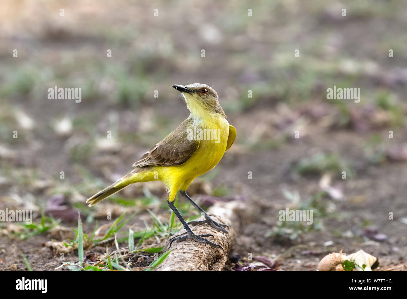 Cattle Tyrant (Machetornis rixosa) Pantanal, Brazil Stock Photo - Alamy
