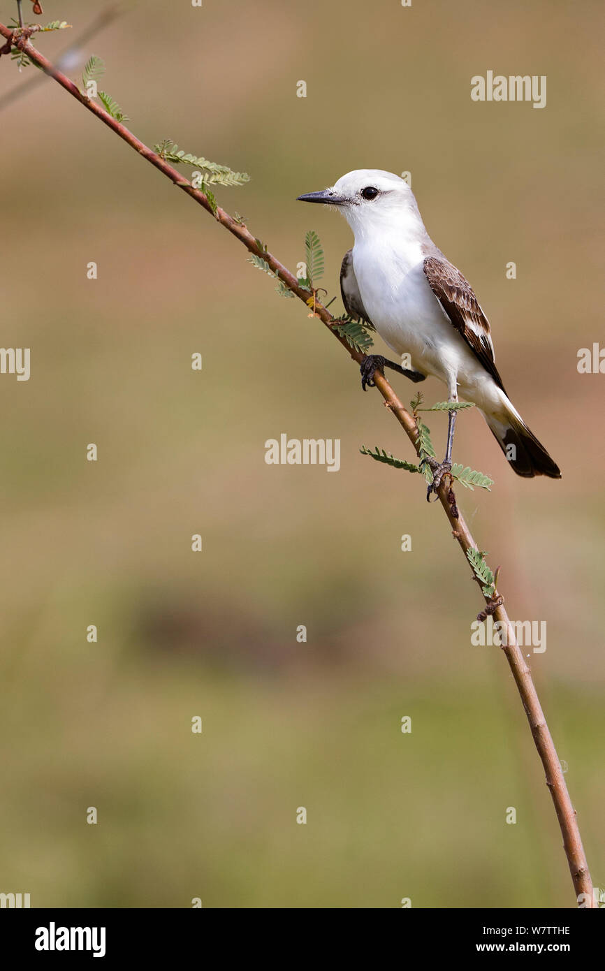 White-rumped Monjita (Xolmis velatus) Pantanal, Brazil Stock Photo - Alamy