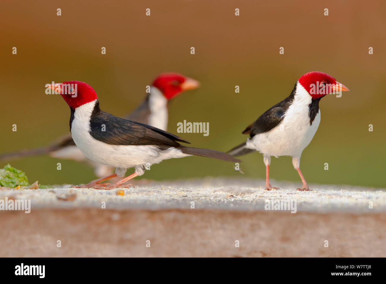 Yellow-billed Cardinal (Paroaria capitata) group of three, Pantanal ...