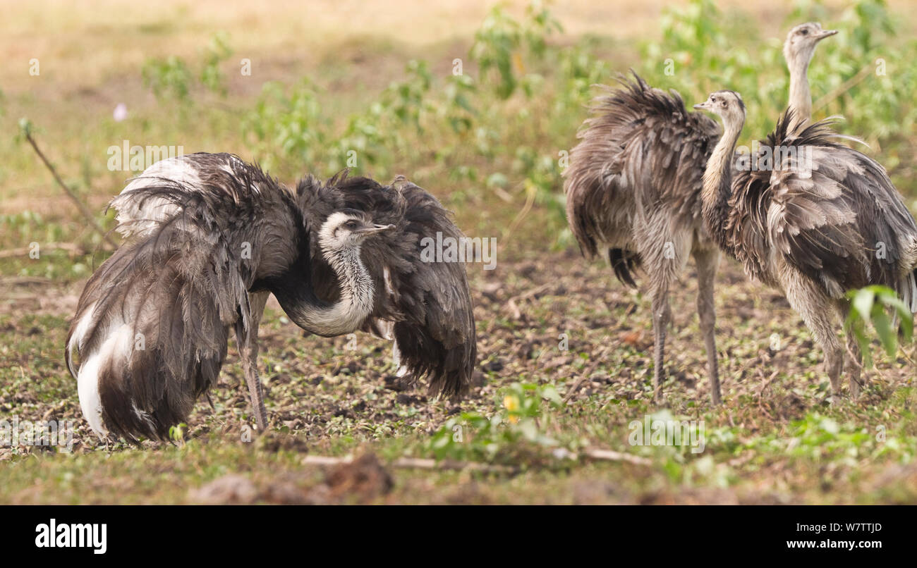 Greater Rheas (Rhea americana) in mating display, Brazil Stock Photo - Alamy