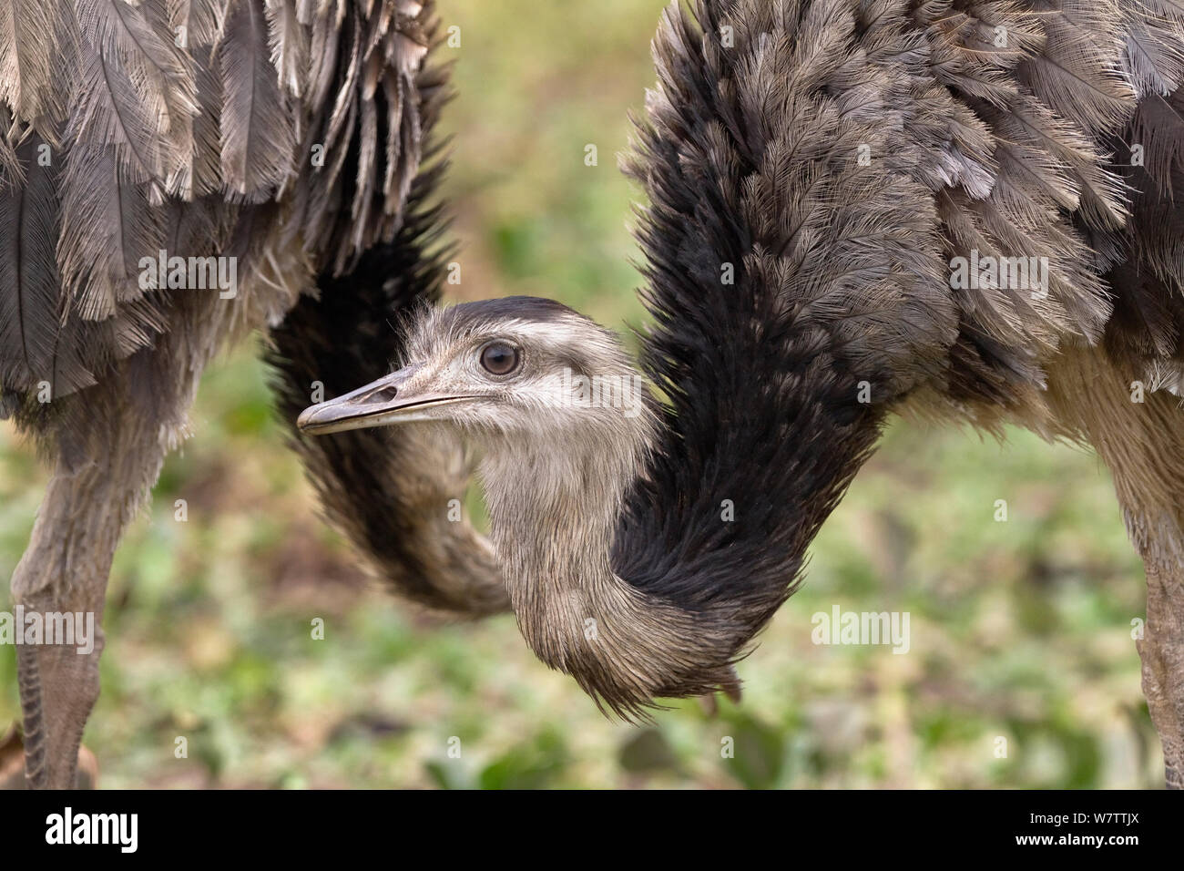 Greater rhea (Rhea americana) portrait, Brazil Stock Photo - Alamy