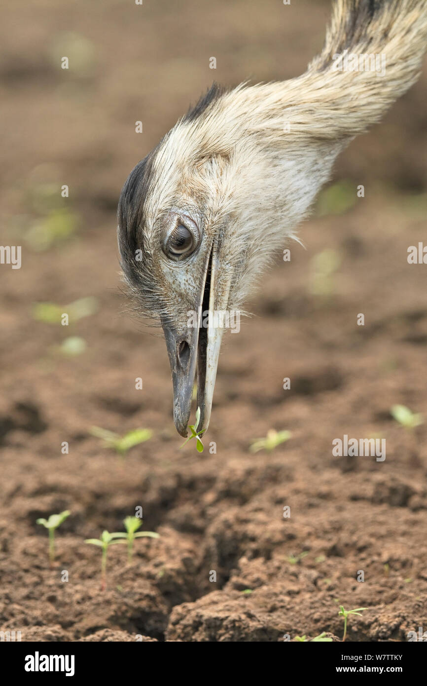 Greater rhea (Rhea americana) feeding, Brazil Stock Photo - Alamy