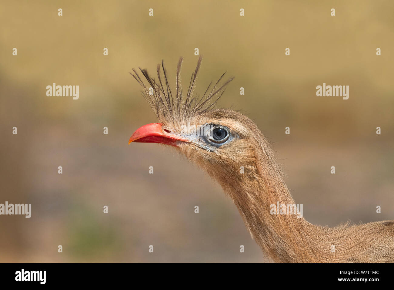 Red-legged Seriema (Cariama cristata) portrait, Brazil Stock Photo - Alamy