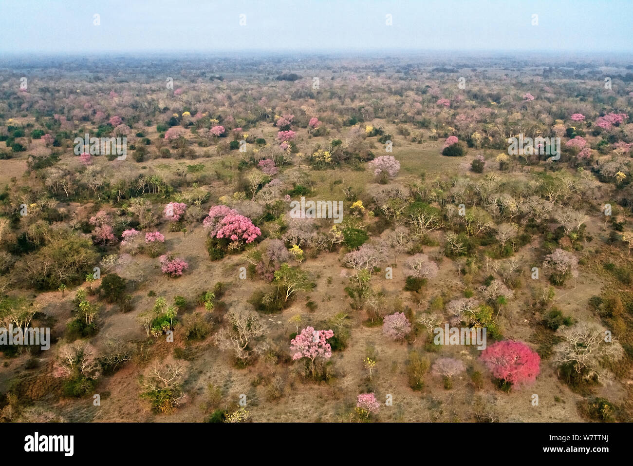 Lapacho tree hi-res stock photography and images - Alamy