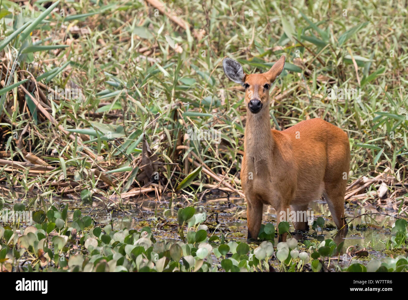 Marsh Deer (Blastocerus dichotomus) Pantanal, Brazil Stock Photo - Alamy