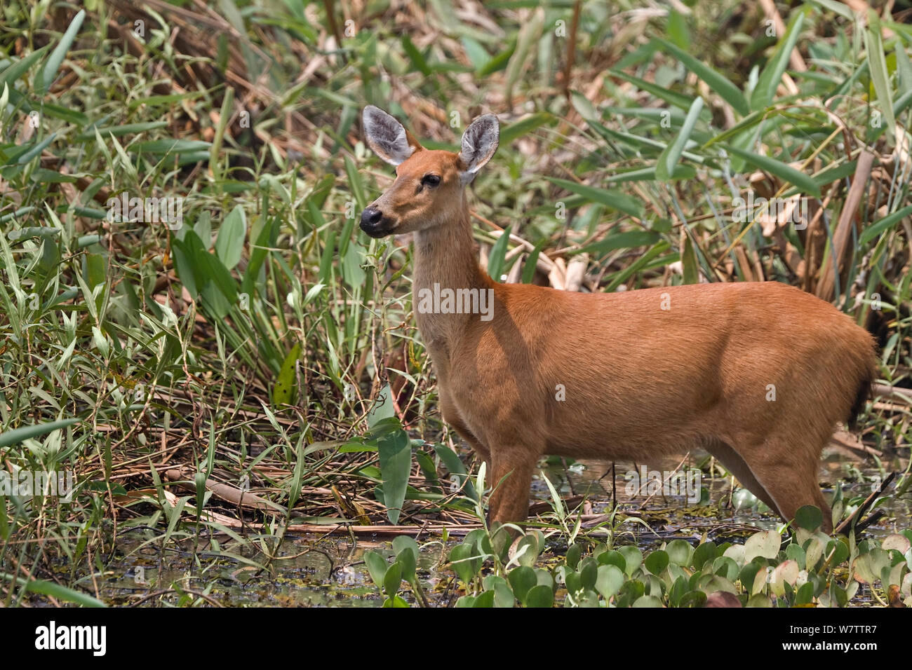Marsh Deer (Blastocerus dichotomus) Pantanal, Brazil Stock Photo - Alamy