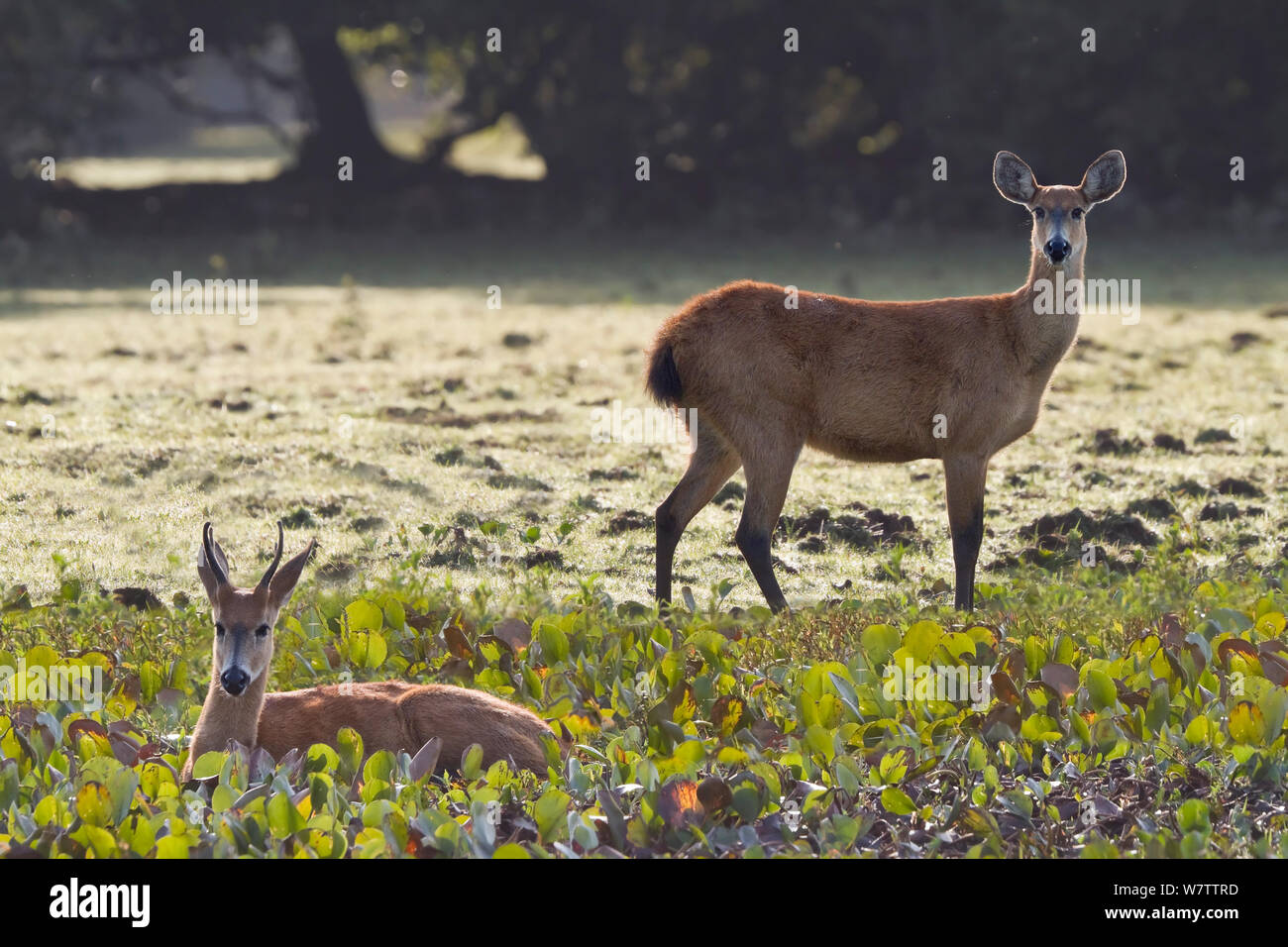 Marsh Deer (Blastocerus dichotomus) buck and doe, Pantanal, Brazil ...