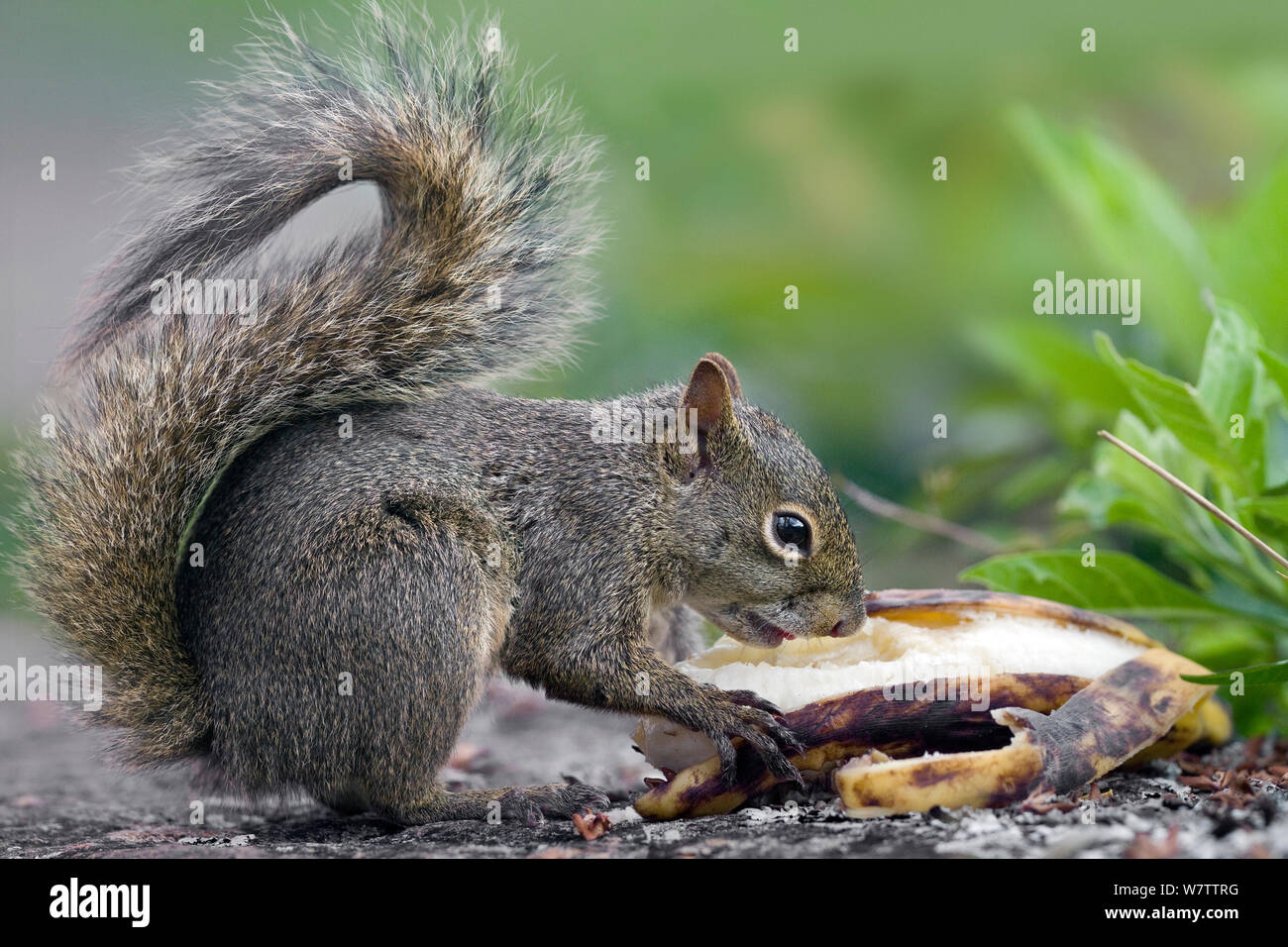 Brazilian Squirrel (Sciurus aestuans ingrami) investigating banana ...