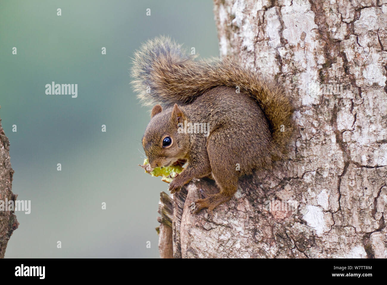 Sciurus ingrami hi-res stock photography and images - Alamy