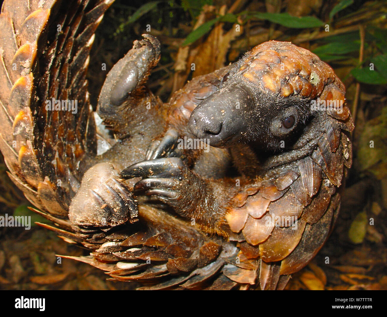 Black bellied pangolin or black bellied pangolin hi-res stock ...