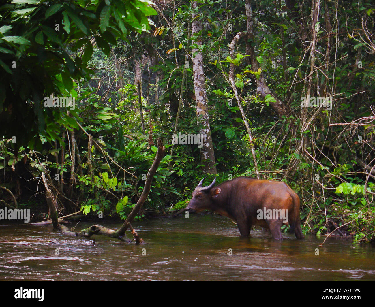 Congo buffalo hi-res stock photography and images - Alamy