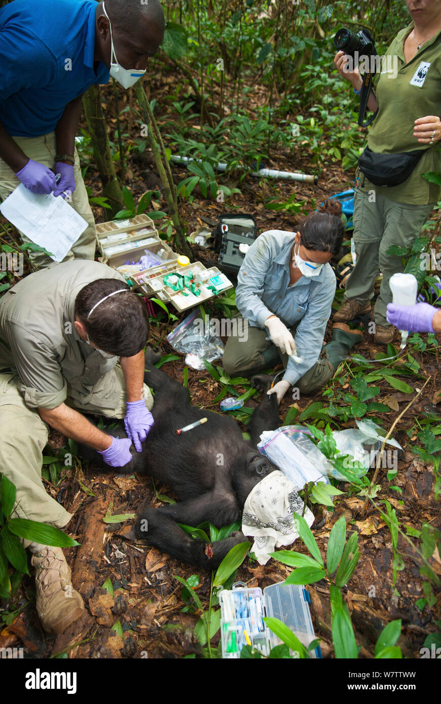 Angelique Todd with veterinarians during the anaesthesia of 'Blackback ...