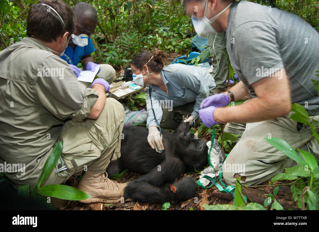 Gorilla hunting hi-res stock photography and images - Alamy