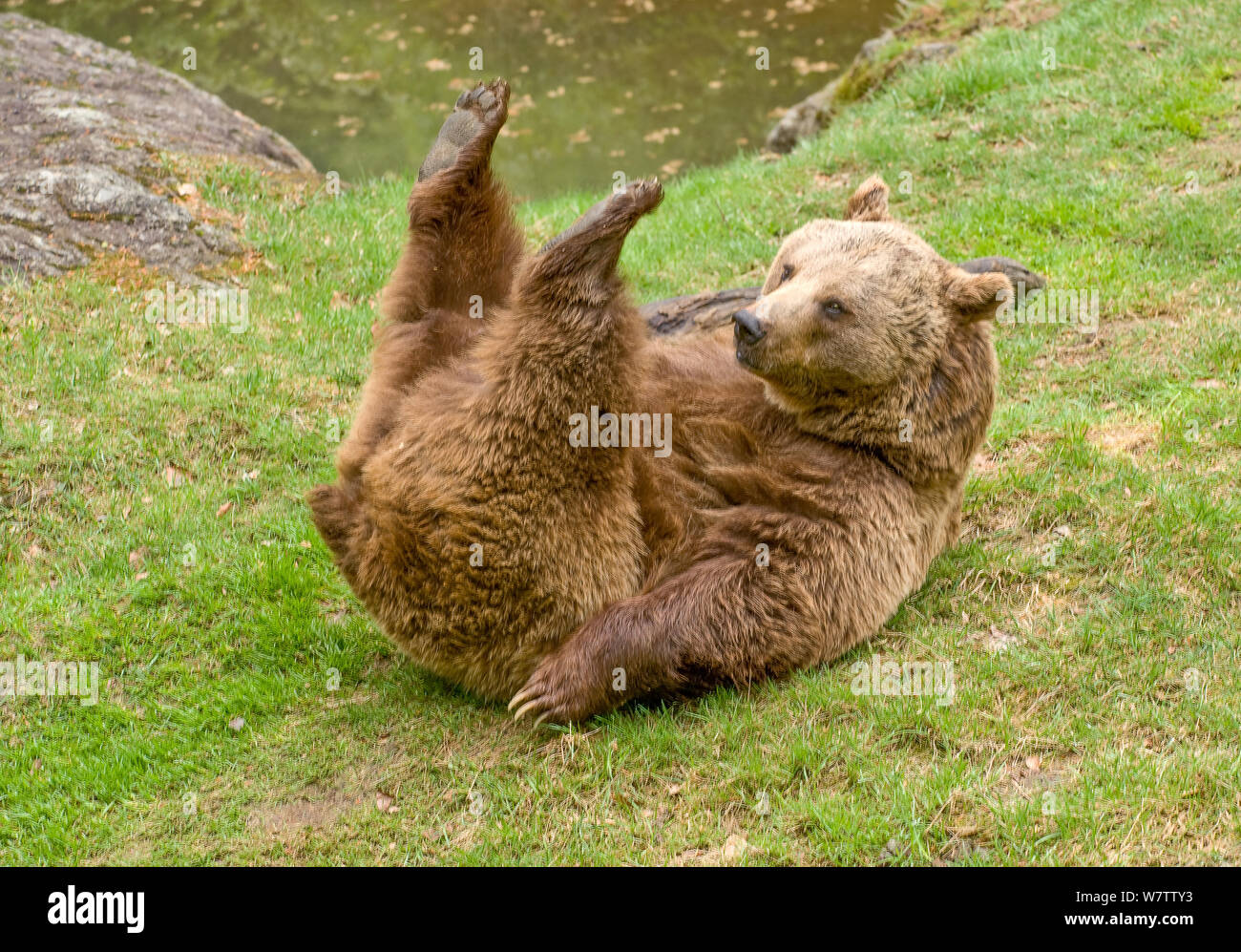 Brown bear relaxing Stock Photo - Alamy