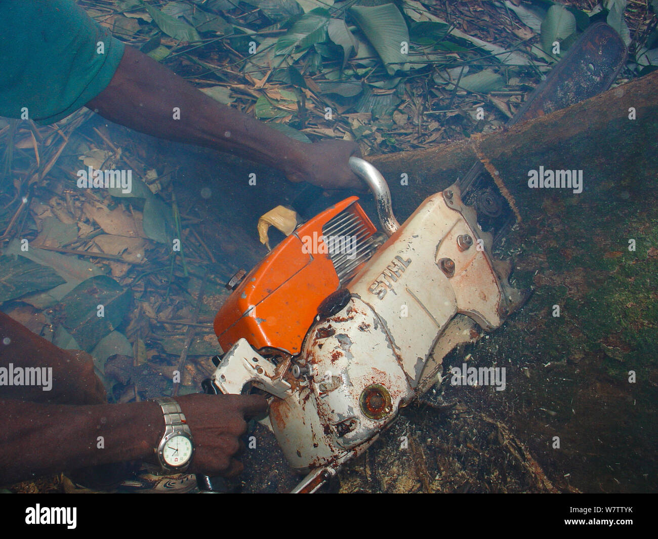 Congo rainforest plants hi-res stock photography and images - Alamy