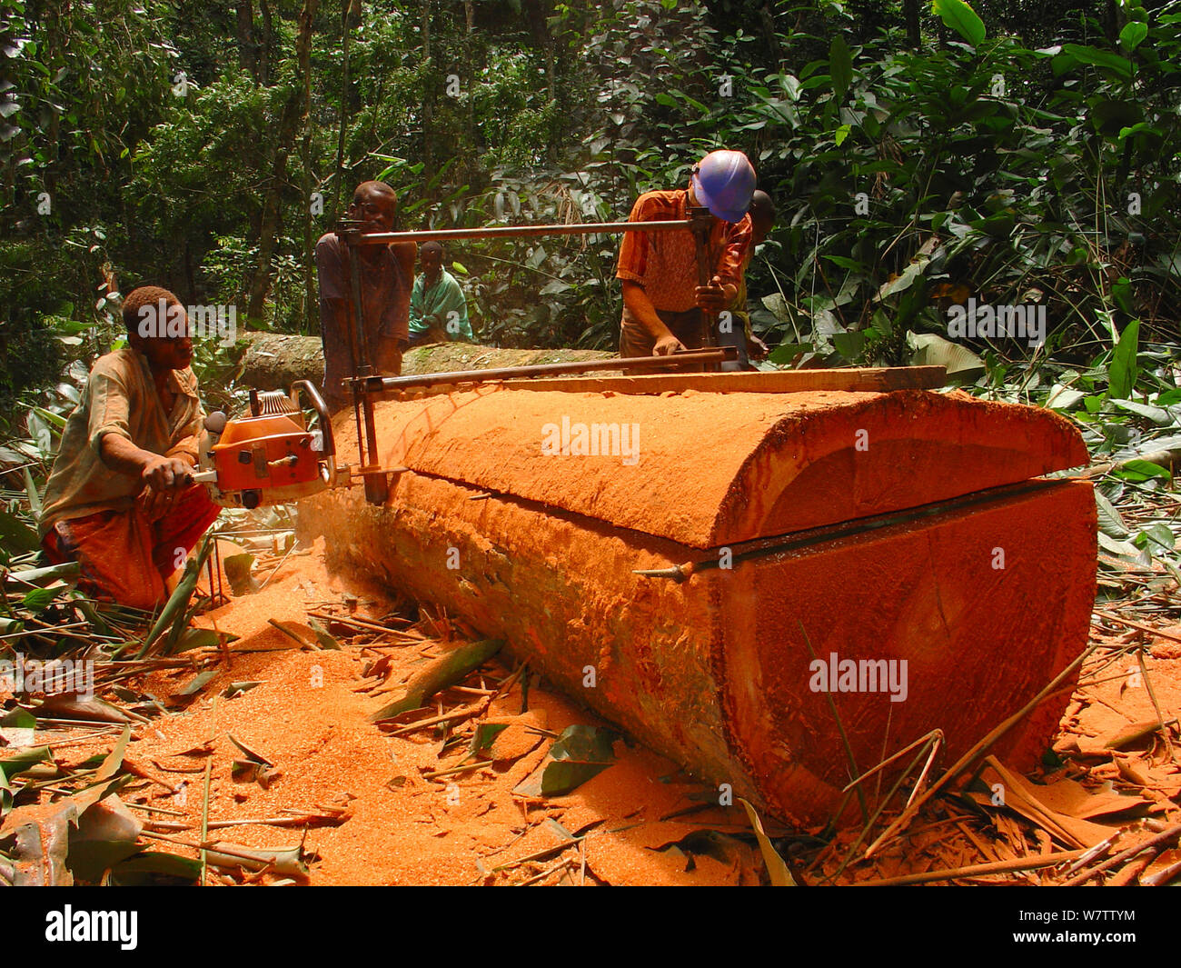 Congo rainforest plants hi-res stock photography and images - Alamy