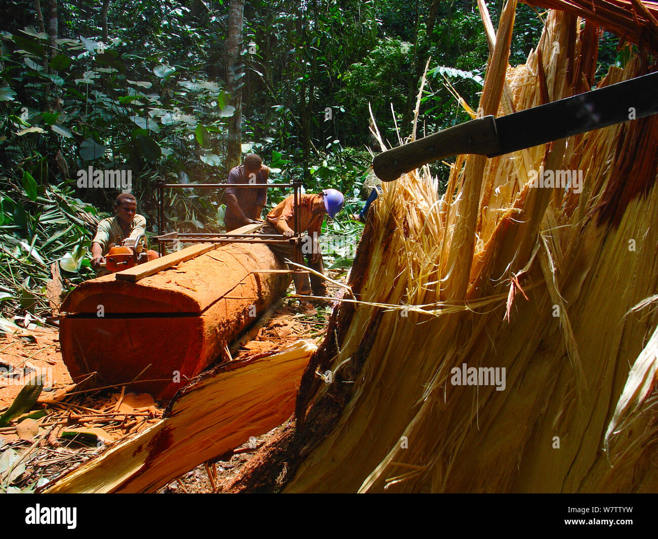 Tree Cutting Africa Stock Photos & Tree Cutting Africa Stock Images - Alamy
