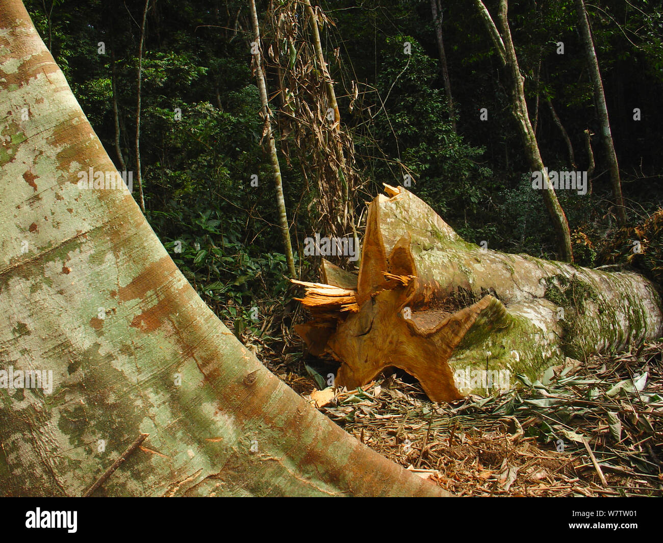 Congo rainforest plants hi-res stock photography and images - Alamy