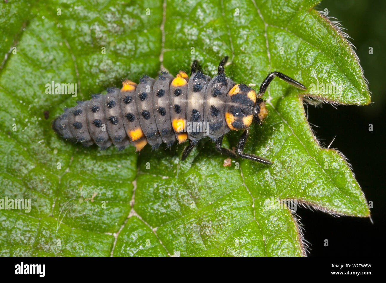 Seven-Spot Ladybird (Coccinella septempunctata) larva on nettle leaf ...