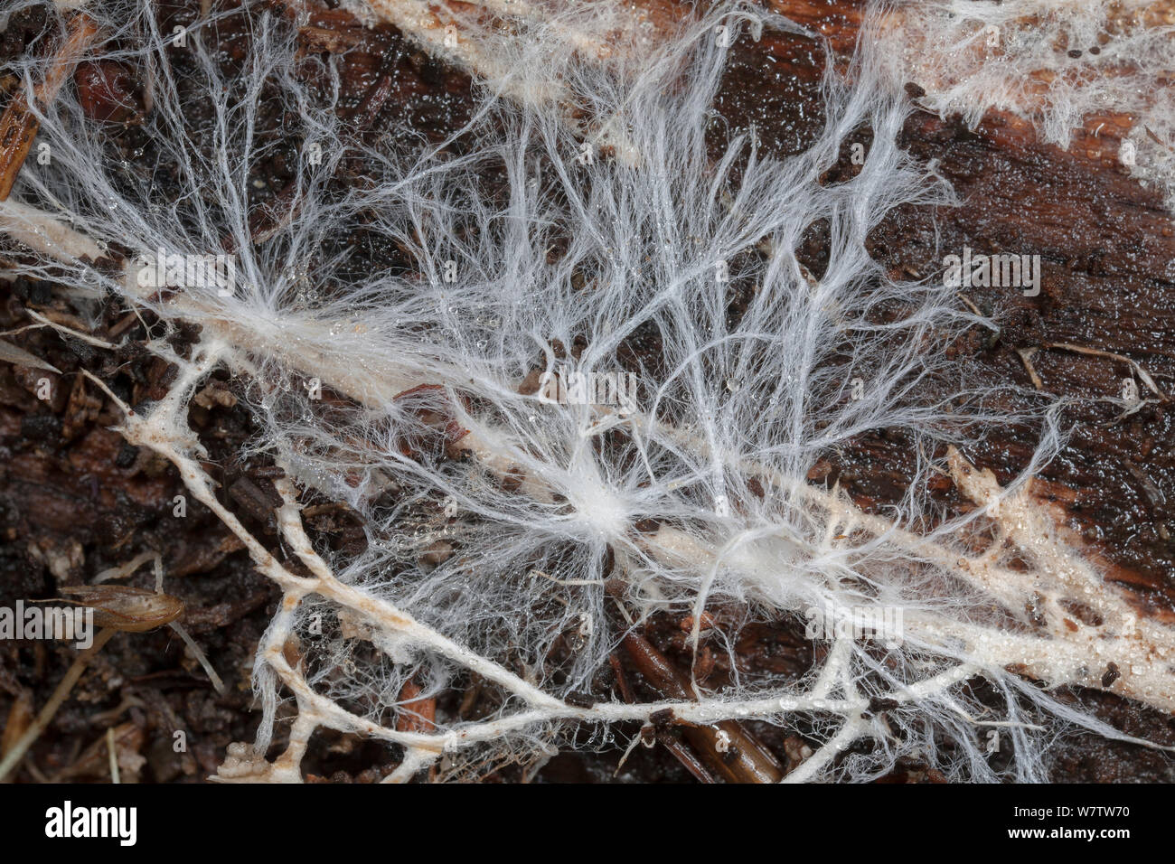 Fungal mycelium hi-res stock photography and images - Alamy