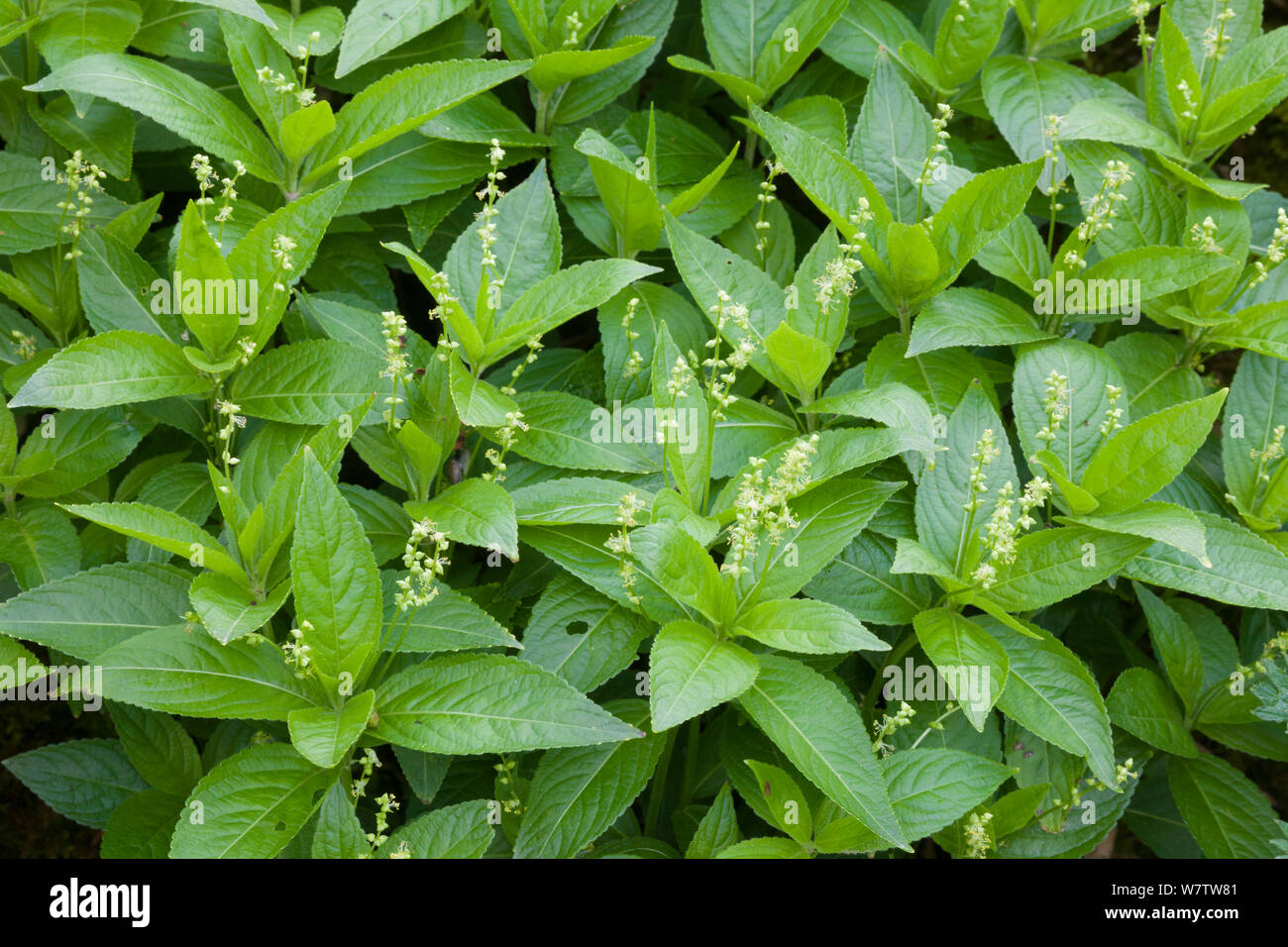 Mercury plant hi-res stock photography and images - Alamy