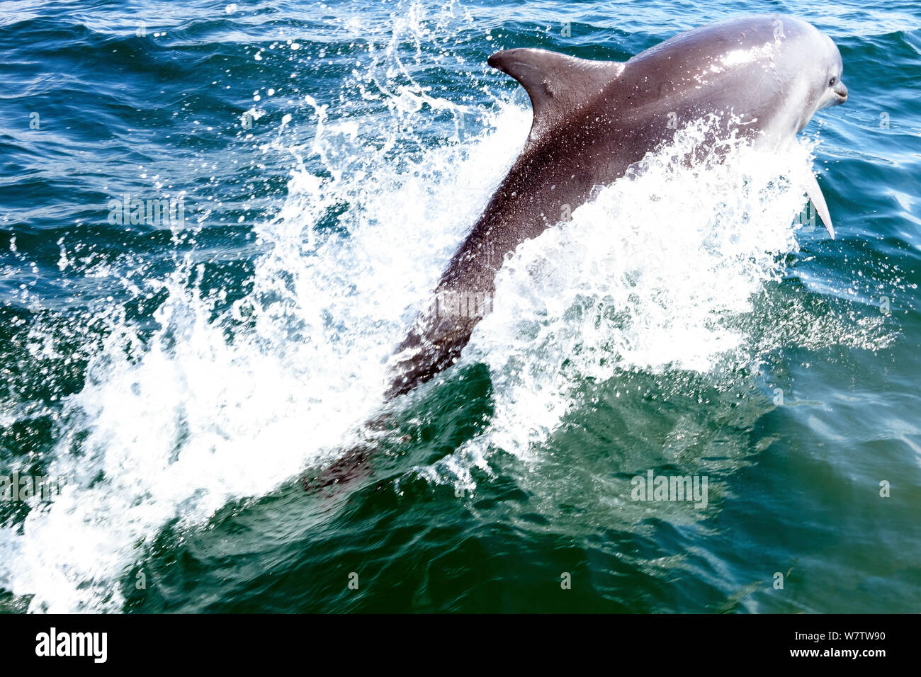 Dolphin enjoying bow riding in front of a boat in the Sound of Iona in ...