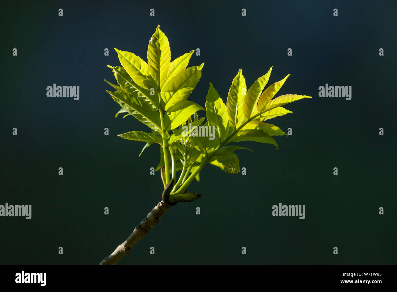 Flowering ash tree hi-res stock photography and images - Alamy