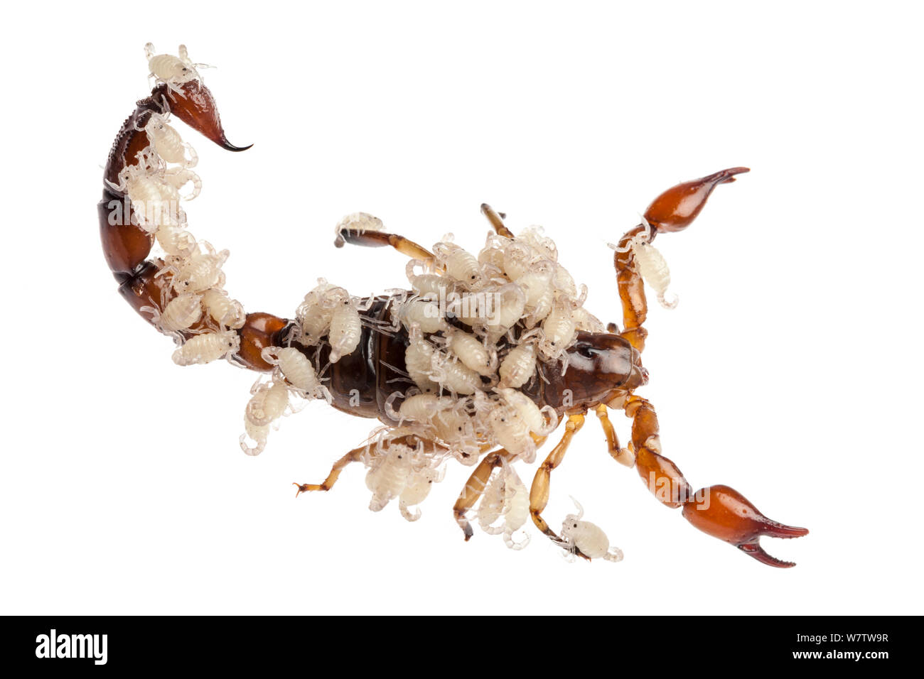 Scorpion (Bothriurus Picunche) mother with babies on her back ...