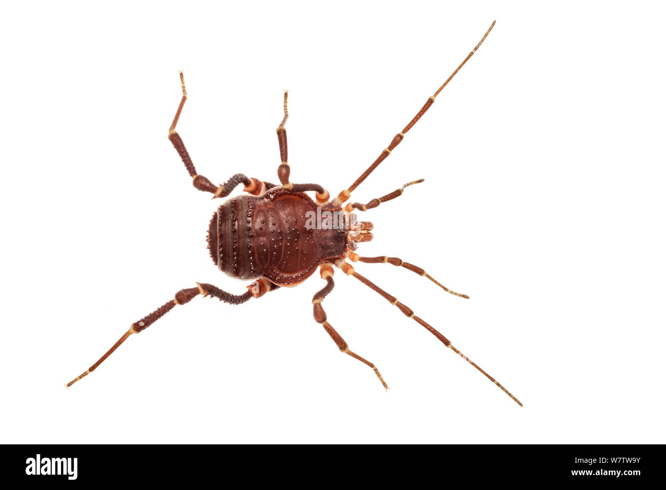 Harvestman (Metagyndes innata) photographed on a white background ...