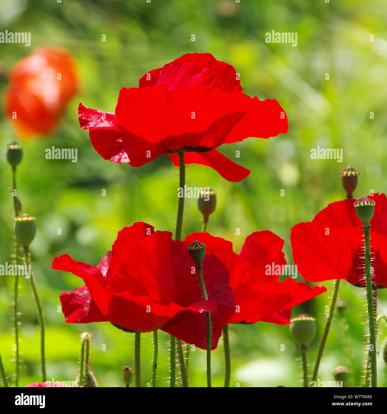 Klatschmohn - corn poppy 46 Stock Photo - Alamy