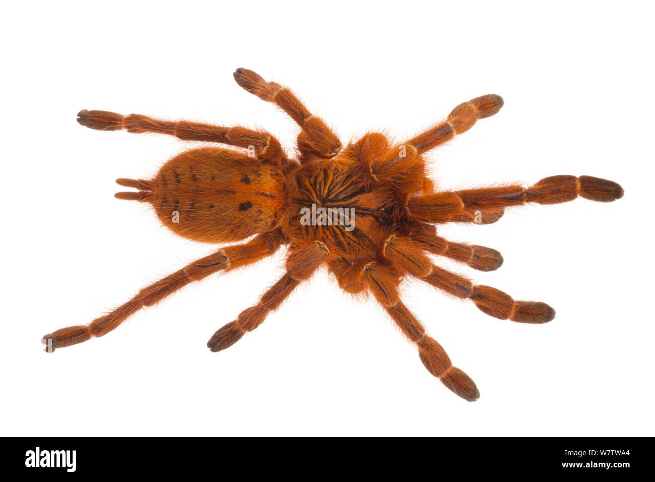 Baboon Spider (Pterinochilus murinus) photographed on a white ...